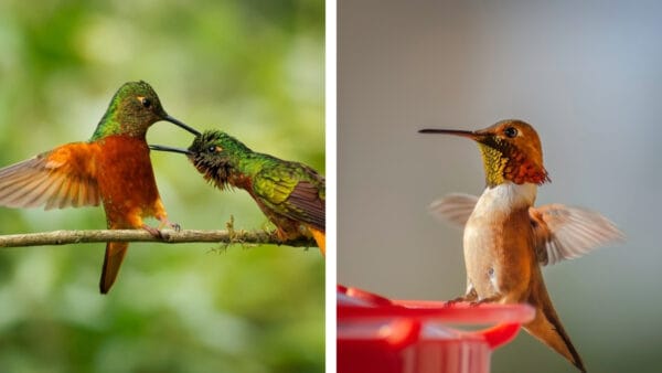 Rufous vs. Allen Hummingbird: 7 Key Differences to Help You Tell Them Apart