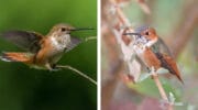 Rufous vs. Allen Hummingbird: 7 Key Differences to Help You Tell Them Apart