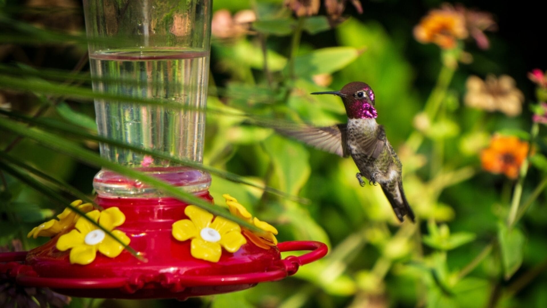 The Importance of Changing Hummingbird Sugar Water Regularly