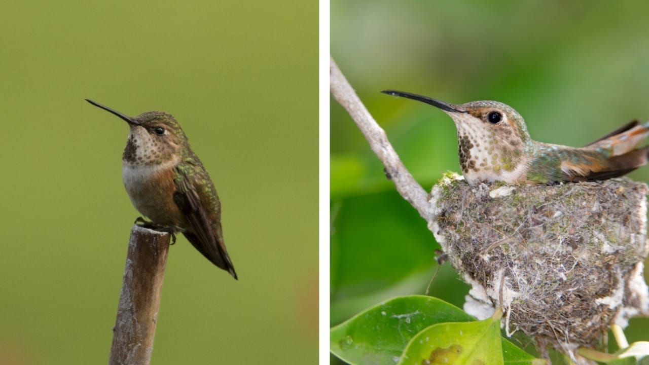 Rufous vs. Allen Hummingbird: 7 Key Differences to Help You Tell Them Apart