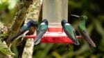 Why Hummingbirds Attack Each Other: Nature's Tiny Aerial Fighters