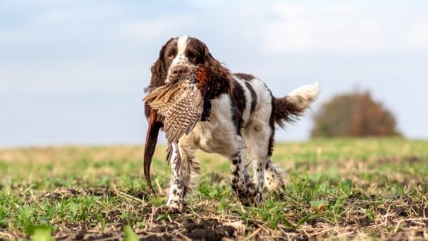 15 Best Bird Dog Breeds for the Avid Hunter