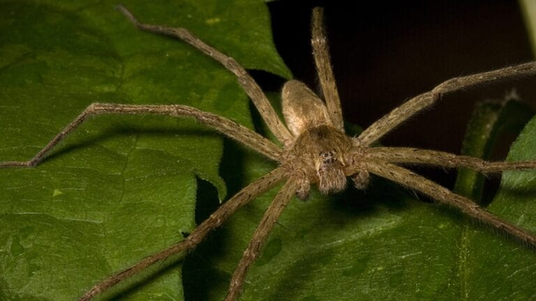 12 Colossal Spiders that Actually Exist in Real Life