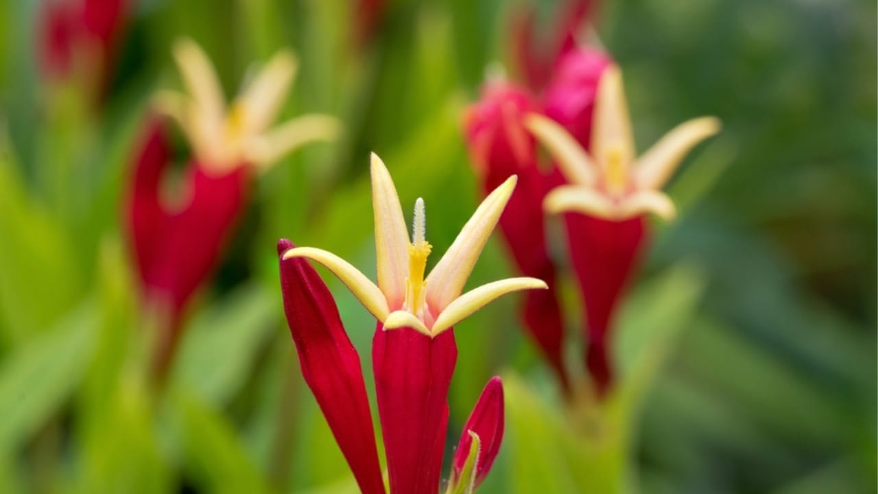 14 Native Plants: Transform Your Garden into a Hummingbird Haven