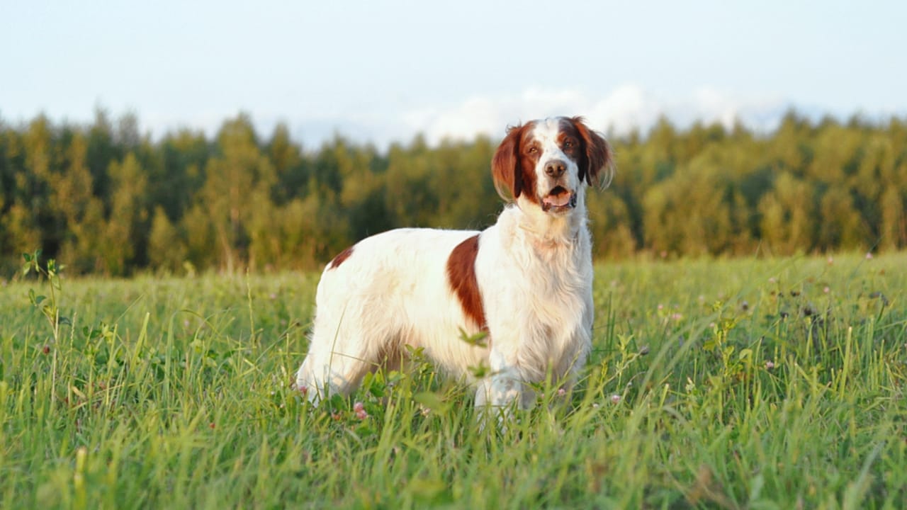 8 Things You Didn't Know About the Rare Irish Red & White Setter—With ...