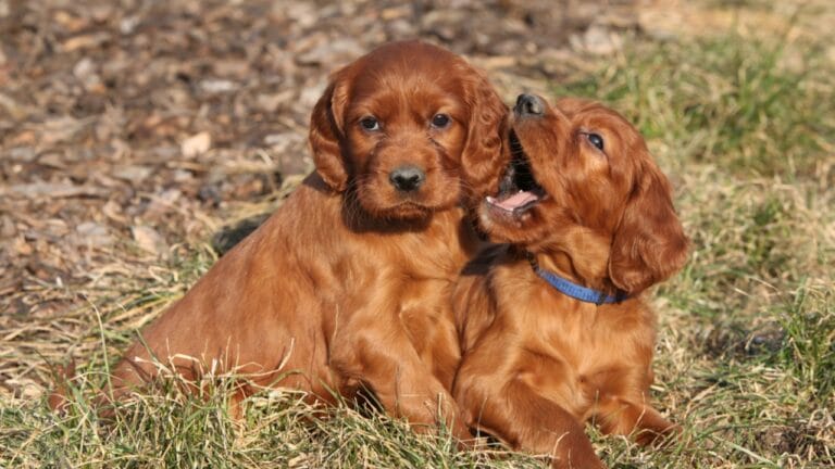 6 Expert Training Strategies for Irish Setters That Work for Any Dog