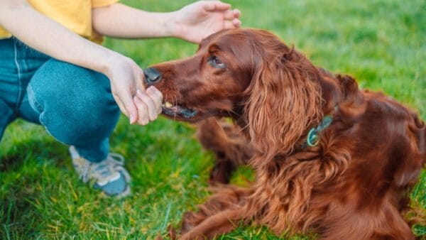 6 Expert Training Strategies for Irish Setters That Work for Any Dog