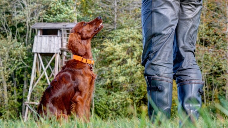 6 Expert Training Strategies for Irish Setters That Work for Any Dog
