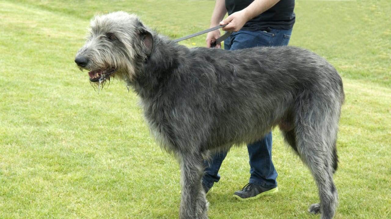 The Majestic Irish Wolfhound: 10 Facts That Show There’s More to This Breed