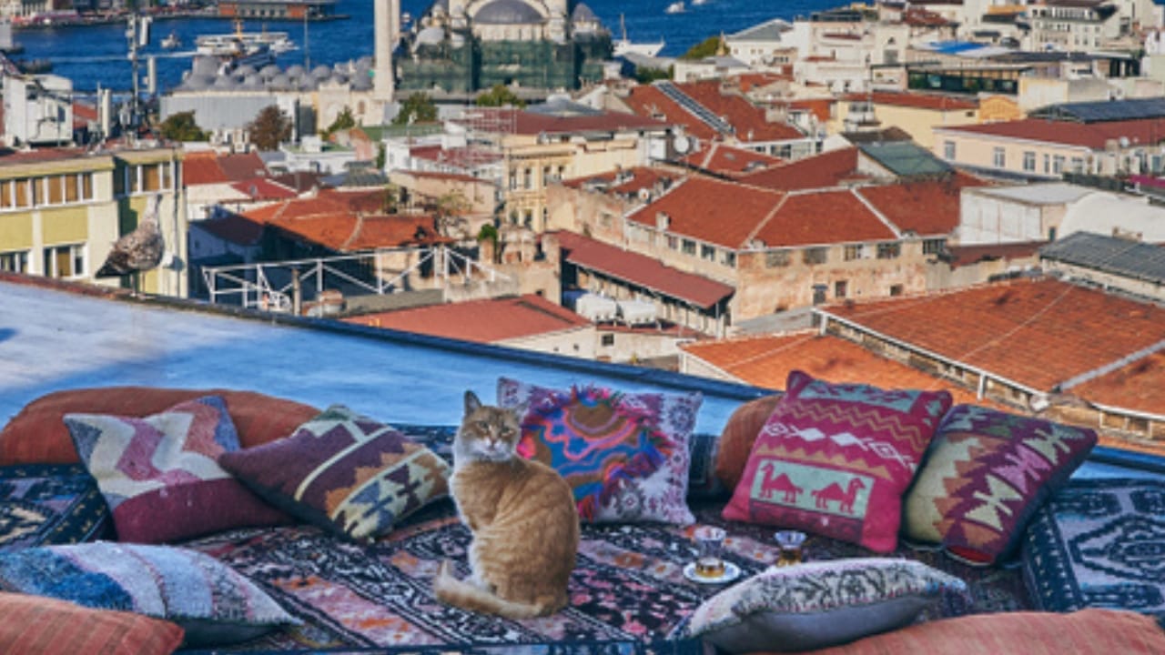 10 Cat-Friendly Cities Around the World