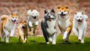 Behavior Study Highlights Japan's 9 Most Popular Dog Breeds