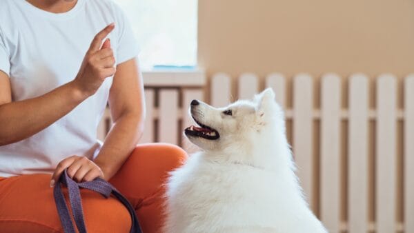 Behavior Study Highlights Japan's 9 Most Popular Dog Breeds