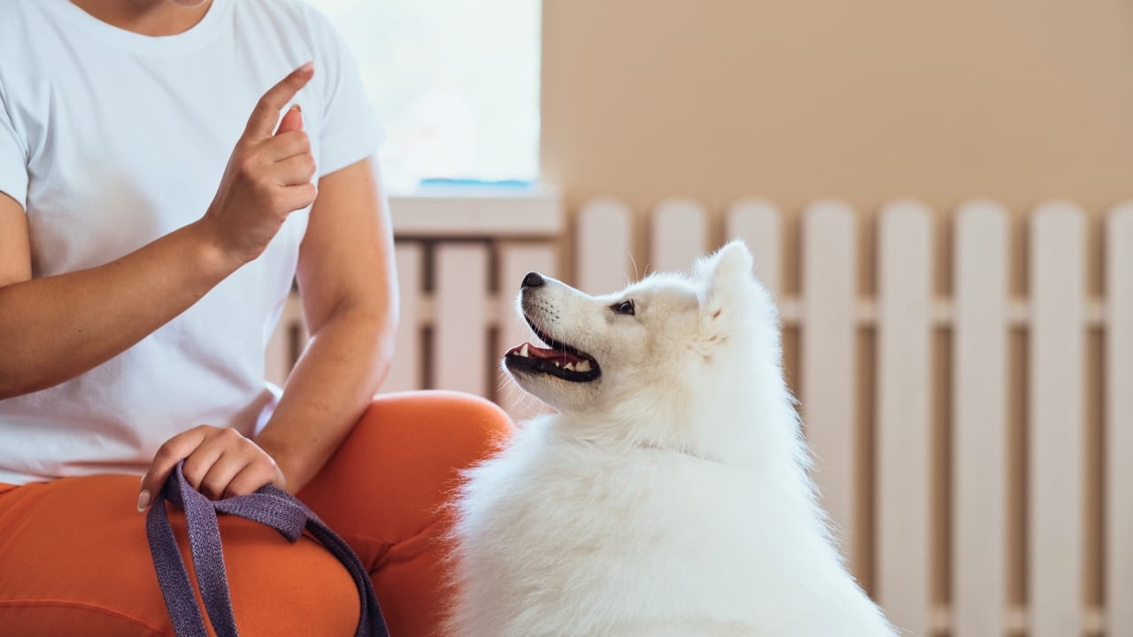 Behavior Study Highlights Japan's 9 Most Popular Dog Breeds