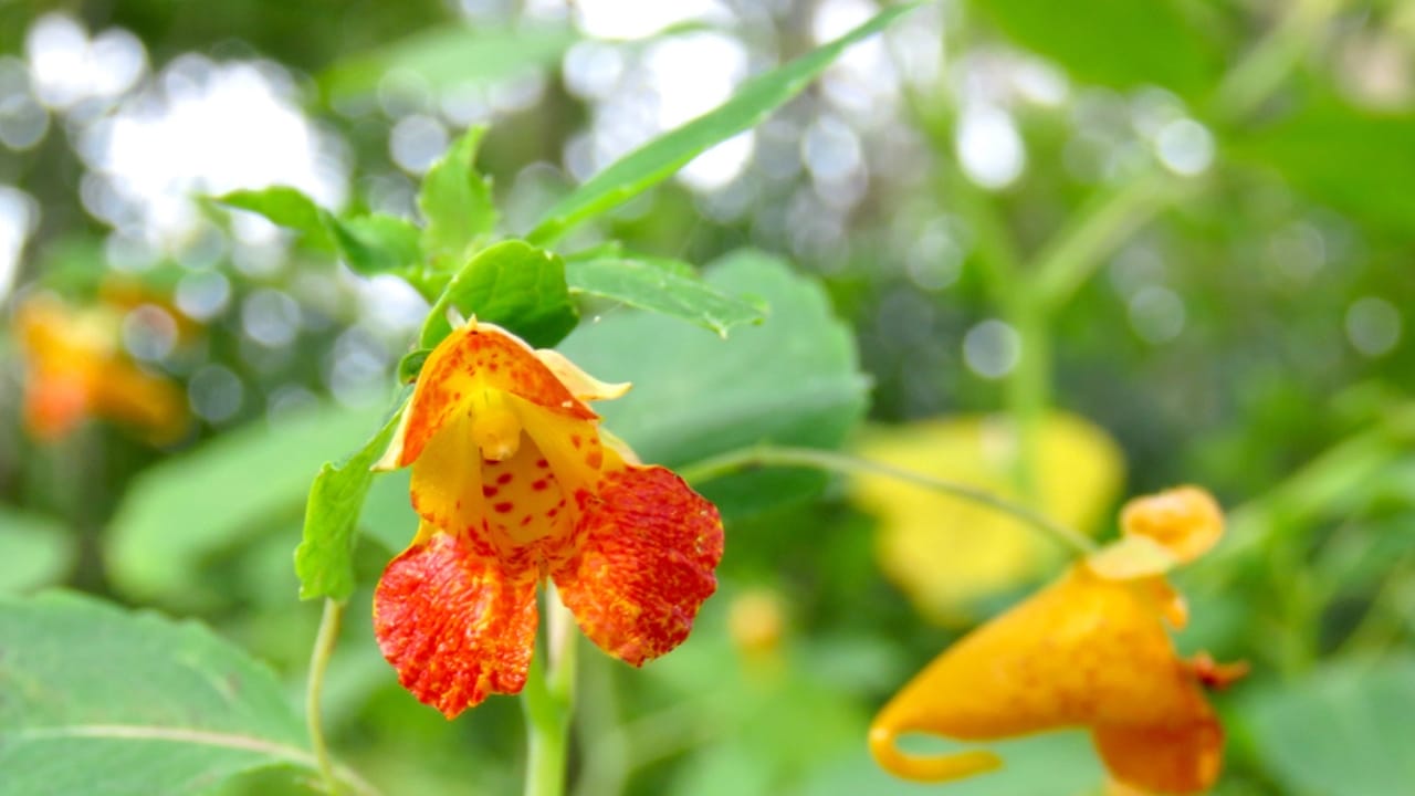 Hummingbirds Love This Easy Container Plant—Here’s How to Grow It