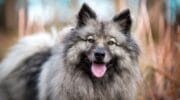 10 Facts About Keeshond Dogs, the Cheerful ‘Smiling Dutchman’