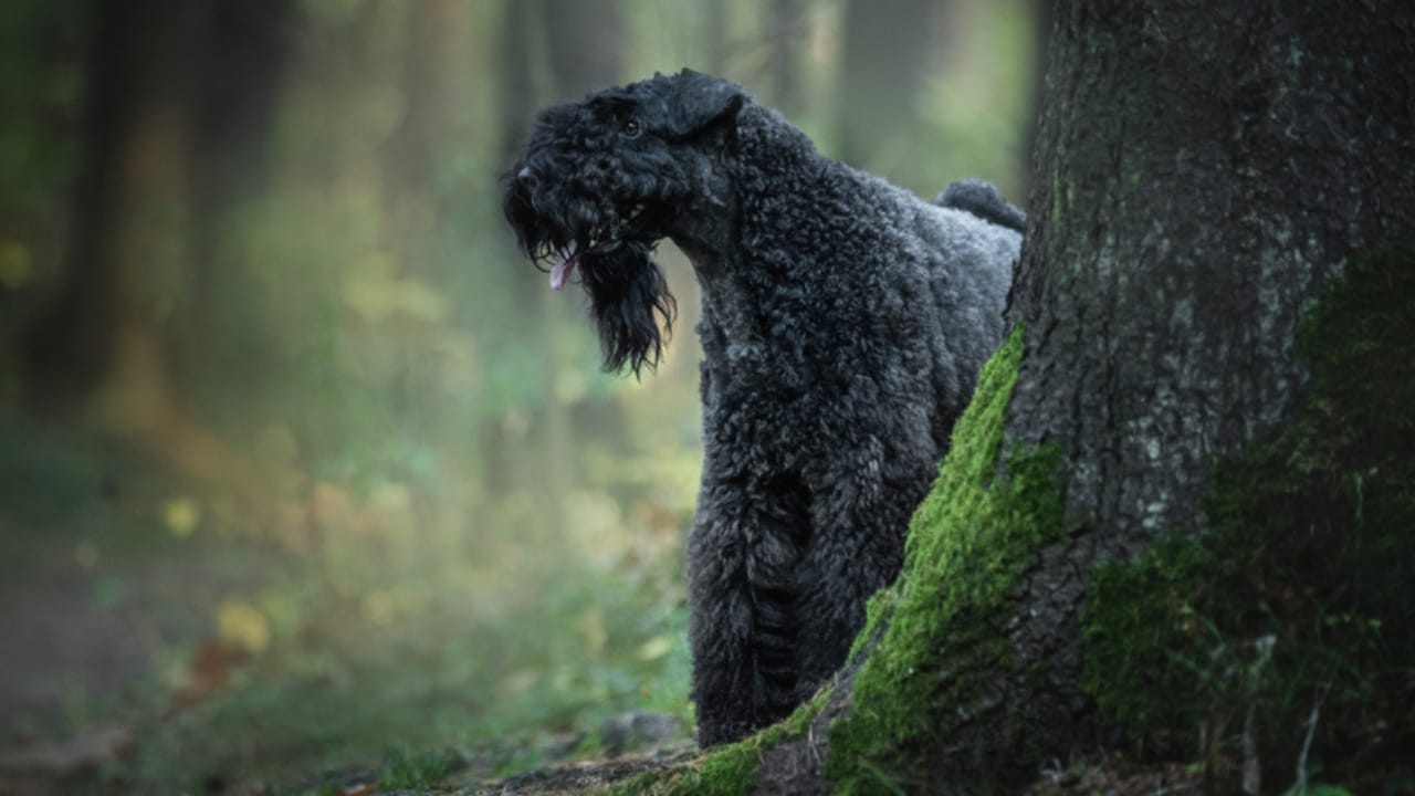 10 Facts About the Unique Kerry Blue Terrier Dog Breed, Once Loved by ...