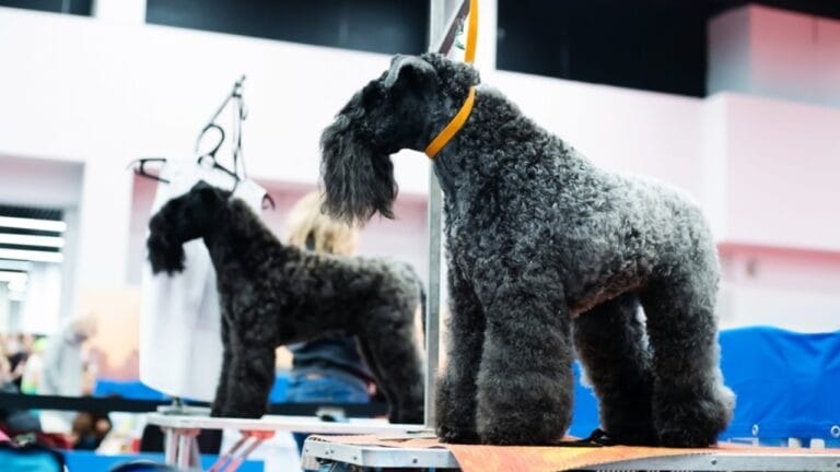 10 Facts About the Unique Kerry Blue Terrier Dog Breed, Once Loved by ...