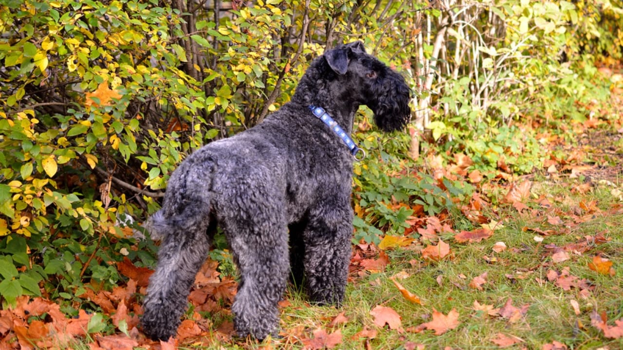 10 Facts About the Unique Kerry Blue Terrier Dog Breed, Once Loved by ...