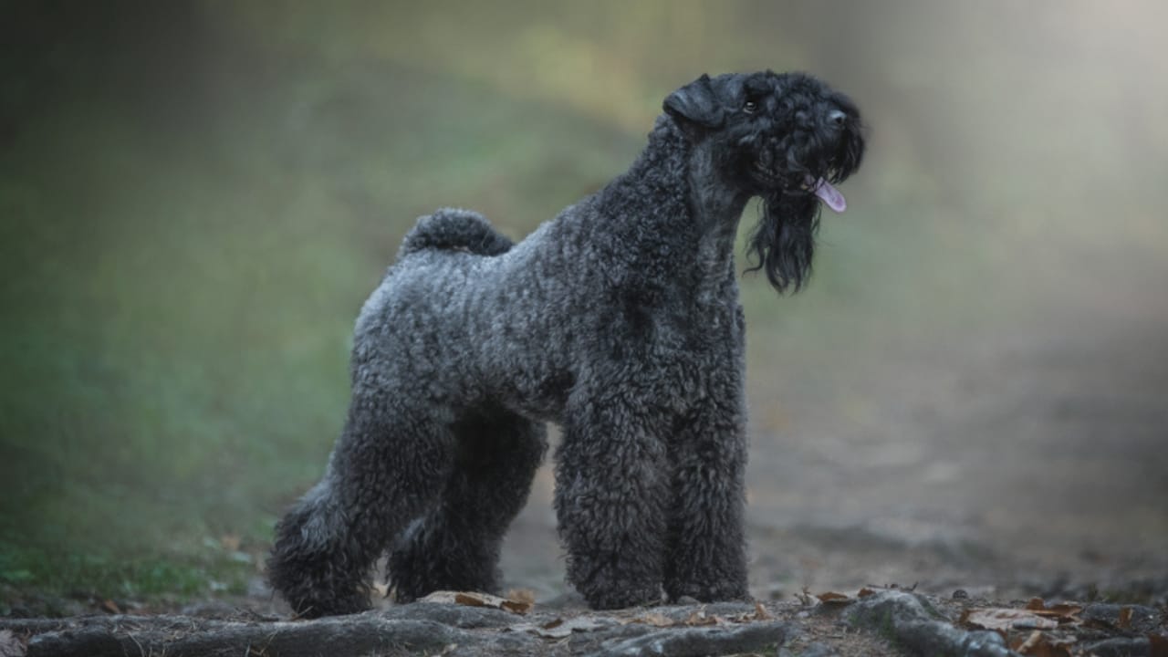10 Facts About the Unique Kerry Blue Terrier Dog Breed, Once Loved by ...