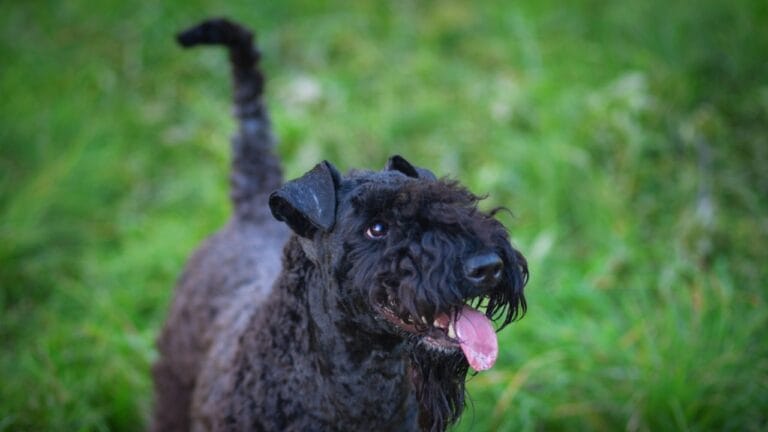10 Facts About the Unique Kerry Blue Terrier Dog Breed, Once Loved by ...
