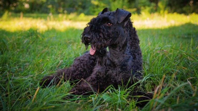 10 Facts About the Unique Kerry Blue Terrier Dog Breed, Once Loved by ...