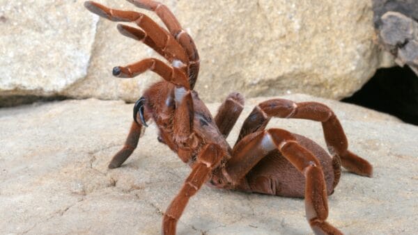 12 Colossal Spiders that Actually Exist in Real Life