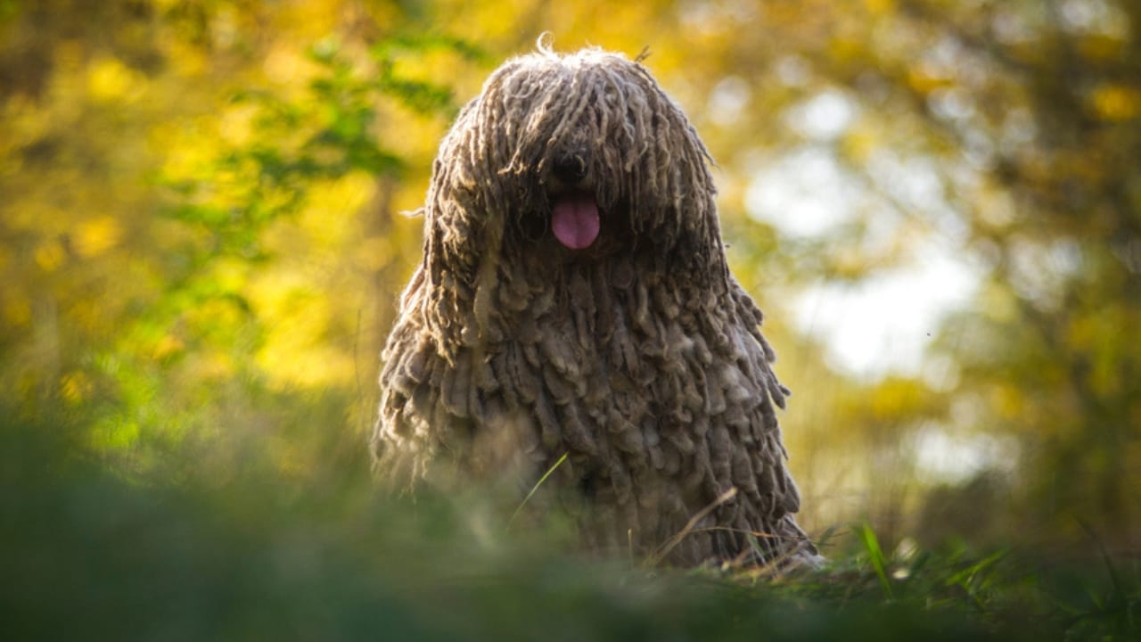 The ‘Mop Dog’ with Dreadlocks: 10 Things You Didn’t Know About the ...