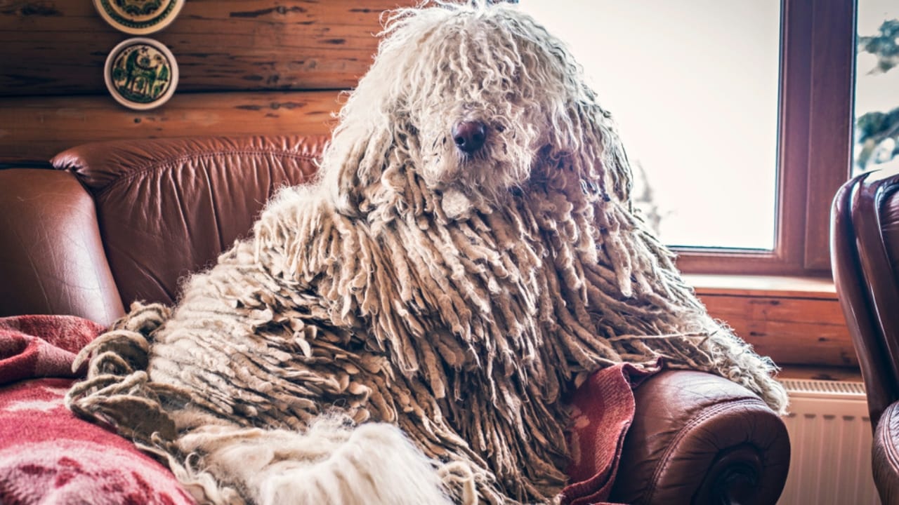 The ‘Mop Dog’ with Dreadlocks: 10 Things You Didn’t Know About the ...
