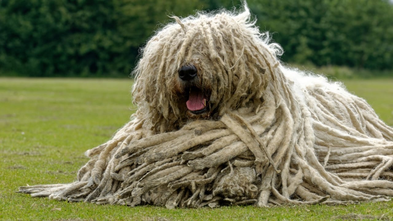 The ‘Mop Dog’ with Dreadlocks: 10 Things You Didn’t Know About the ...