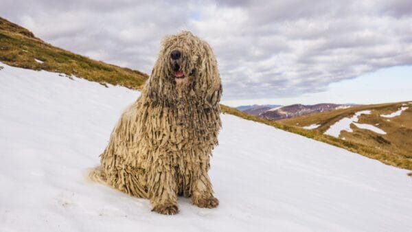 The ‘Mop Dog’ with Dreadlocks: 10 Things You Didn’t Know About the ...