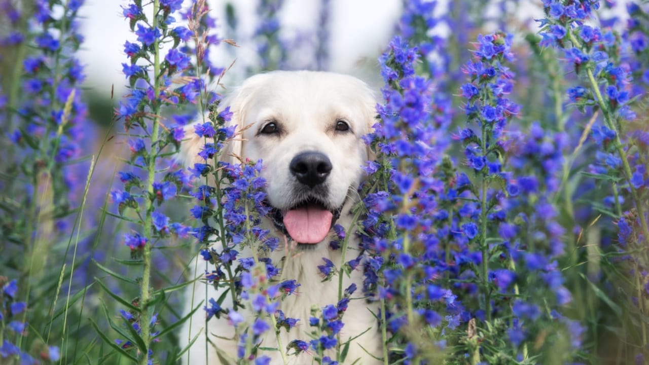 10 Cute Dog Breeds That Will Melt Your Heart
