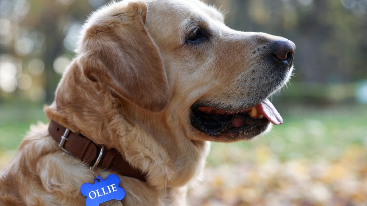 10 Items Every Labrador Retriever Owner Should Invest In