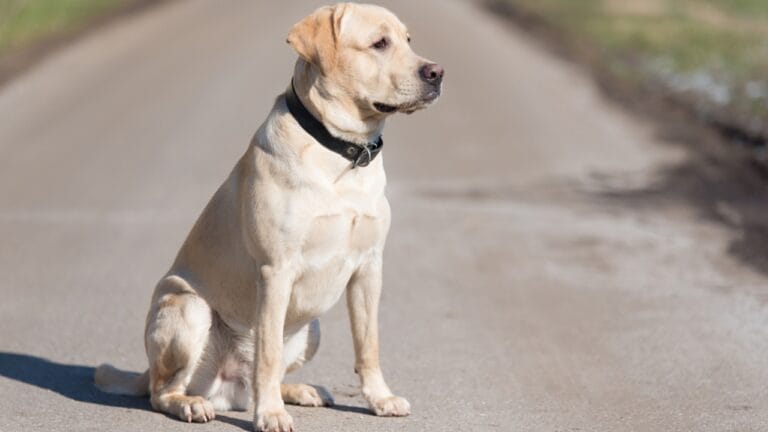12 Short-Haired Dog Breeds That Fit Perfectly into a Low-Maintenance ...