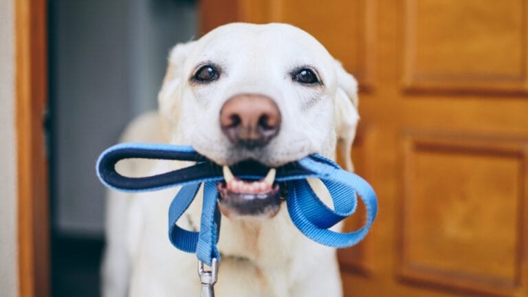 10 Items Every Labrador Retriever Owner Should Invest In