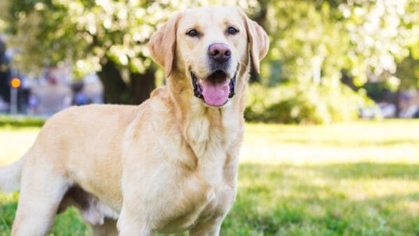 15 Happy-Go-Lucky Dog Breeds That Will Brighten Your Day