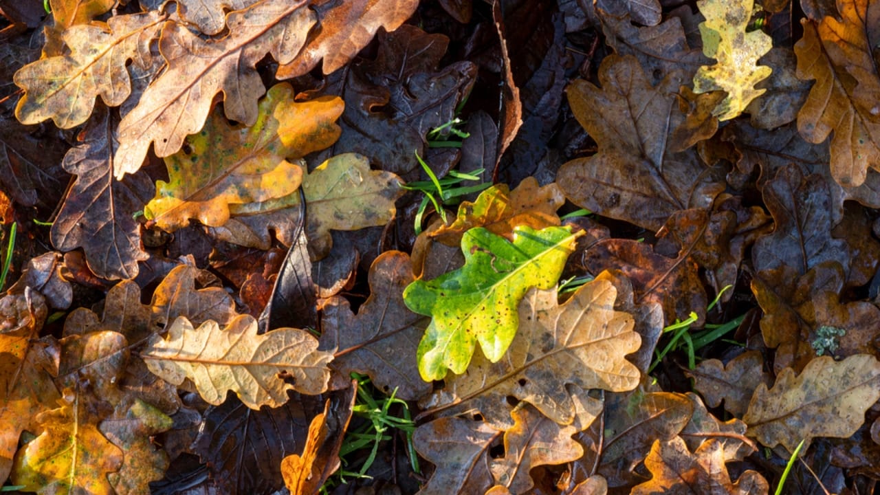 10 Plants & Trees That Attract Ticks