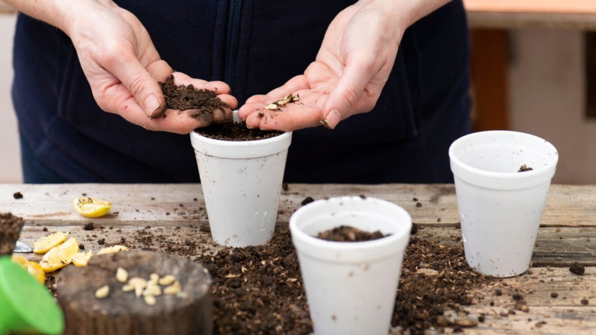 How to Grow Your Own Lemons from Seeds in 9 Simple Steps