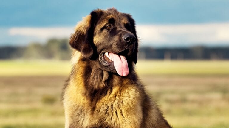 15 Tough Dog Breeds That Prove They Can Handle Anything