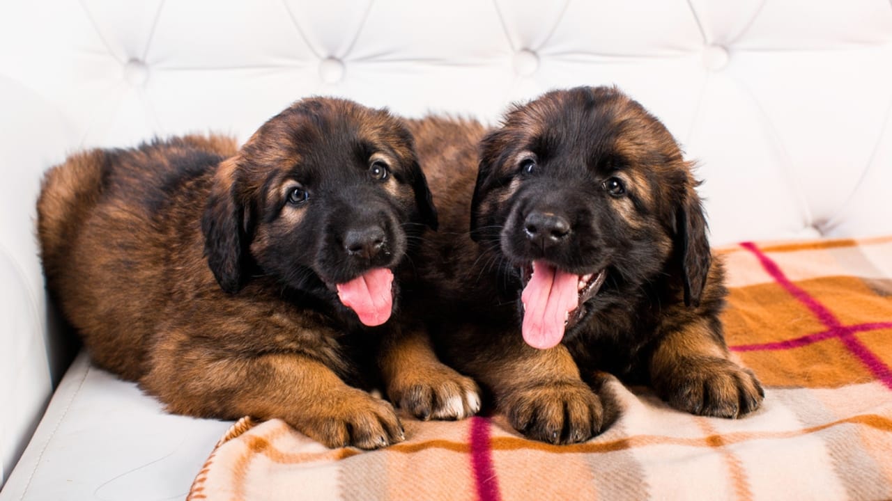 10 Facts About Leonberger Dogs—The 'Lion-Like' Giants Originally Bred ...