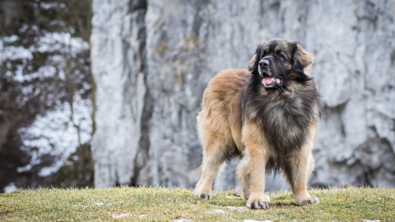 10 Facts About Leonberger Dogs—The 'Lion-Like' Giants Originally Bred ...