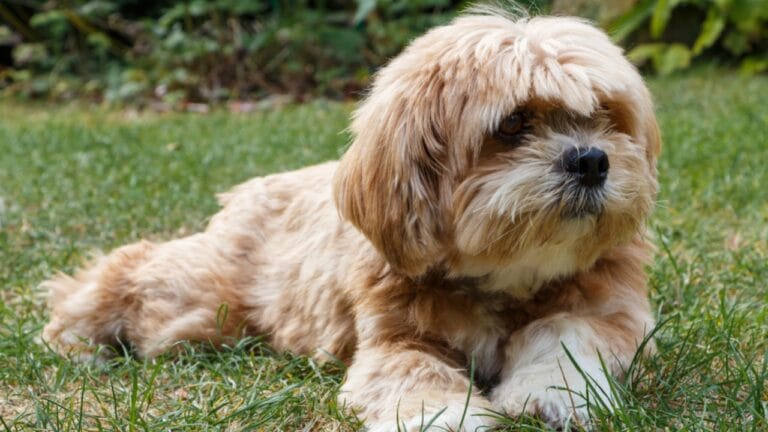 10 Incredibly Soft Dog Breeds That Feel Like Cuddling with Clouds