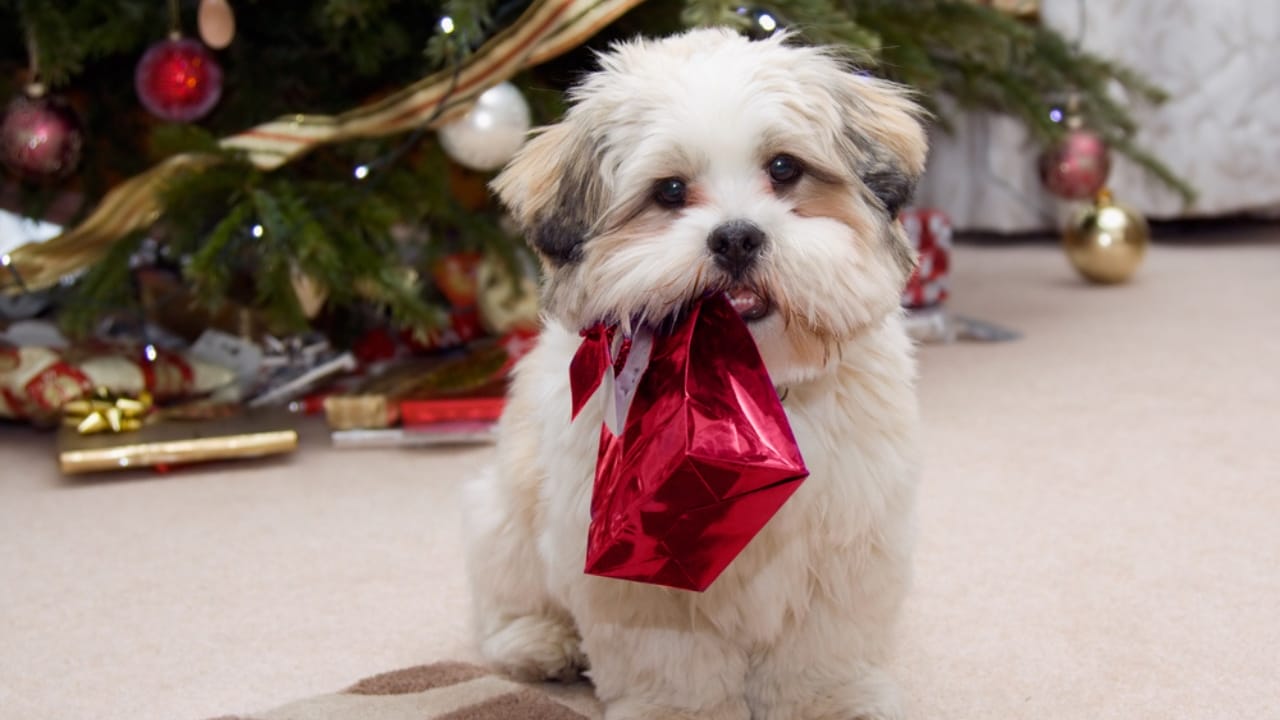 10 Tips for Choosing a Lhasa Apso Dog—A Royal Guard in Disguise