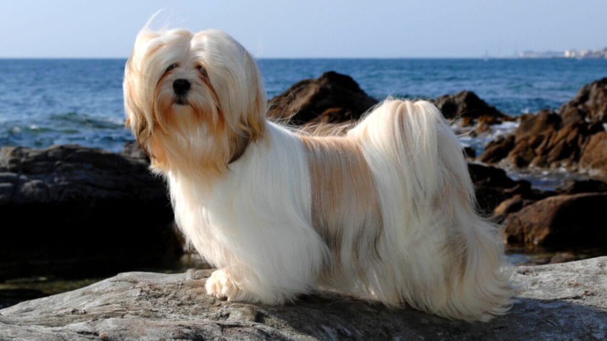 10 Tips for Choosing a Lhasa Apso Dog—A Royal Guard in Disguise