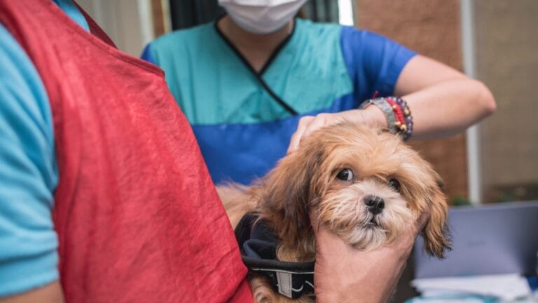 10 Tips for Choosing a Lhasa Apso Dog—A Royal Guard in Disguise