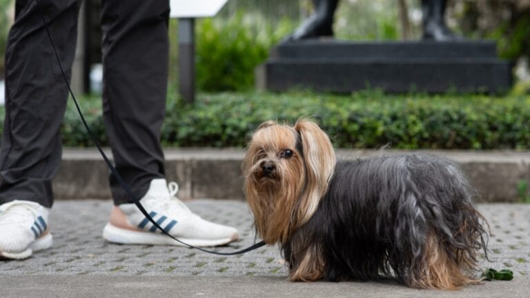 10 Tips for Choosing a Lhasa Apso Dog—A Royal Guard in Disguise