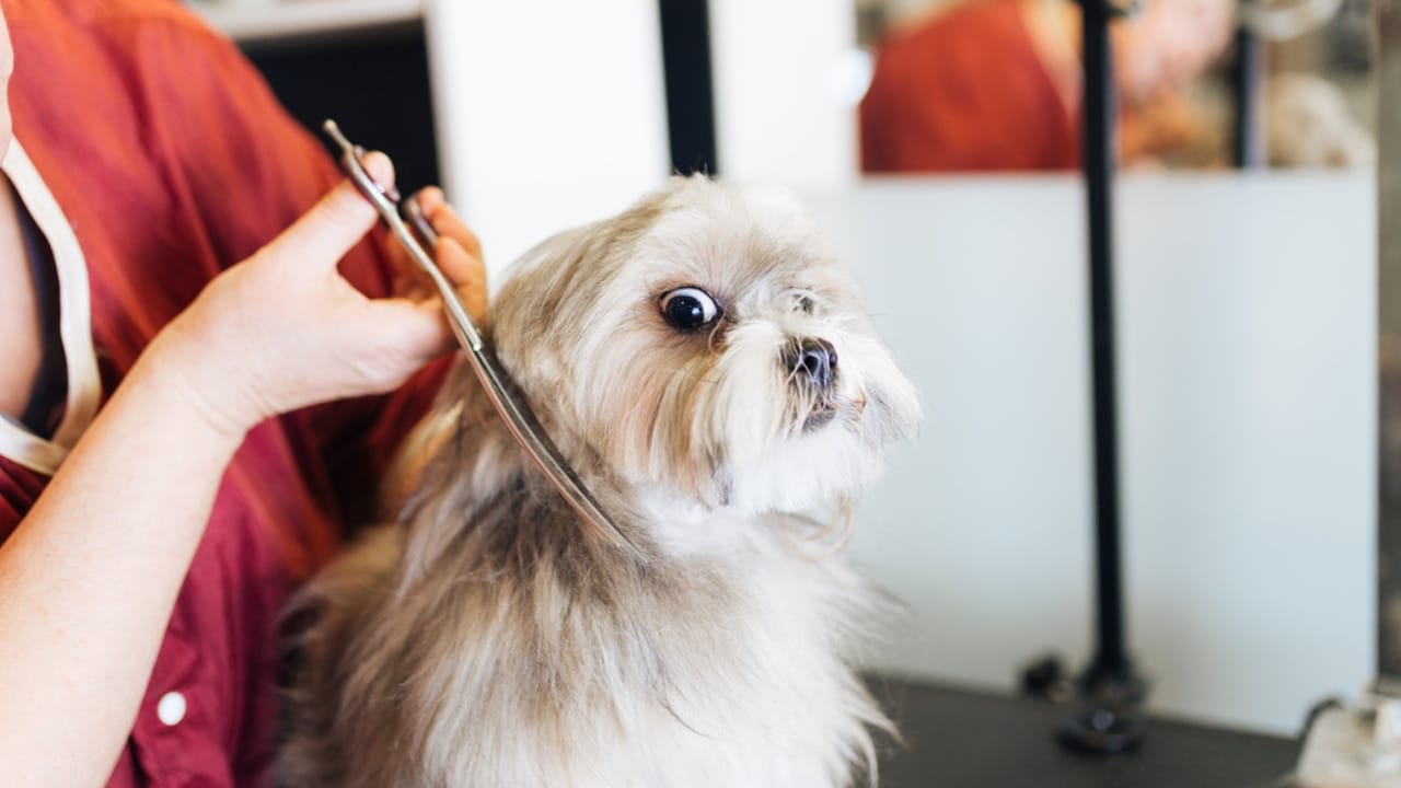 10 Tips for Choosing a Lhasa Apso Dog—A Royal Guard in Disguise