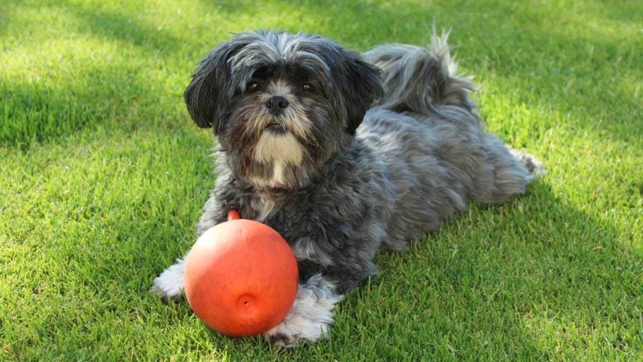 10 Tips for Choosing a Lhasa Apso Dog—A Royal Guard in Disguise