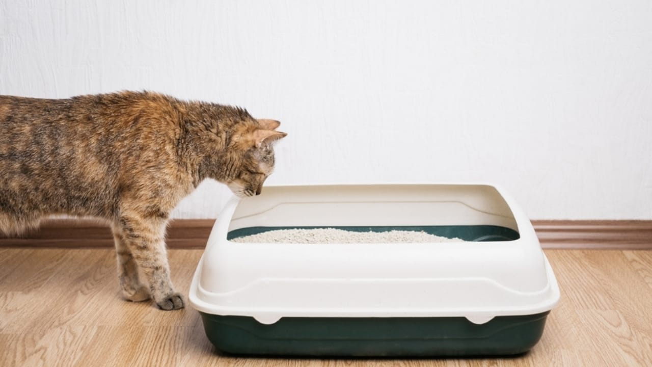 10 Smart Ways to Eliminate Cat Litter Odor from Your Home