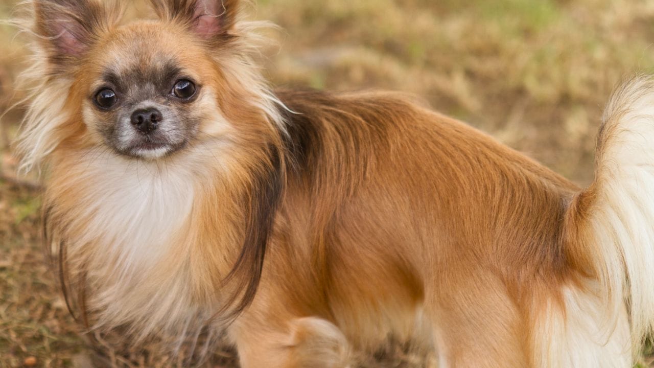 7 Different Types of Chihuahua Breeds Most People Don't Know About