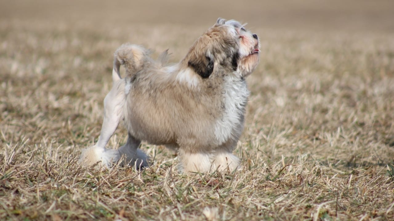 The Little Lion Dog of Royals: 10 Facts About the Lowchen Breed